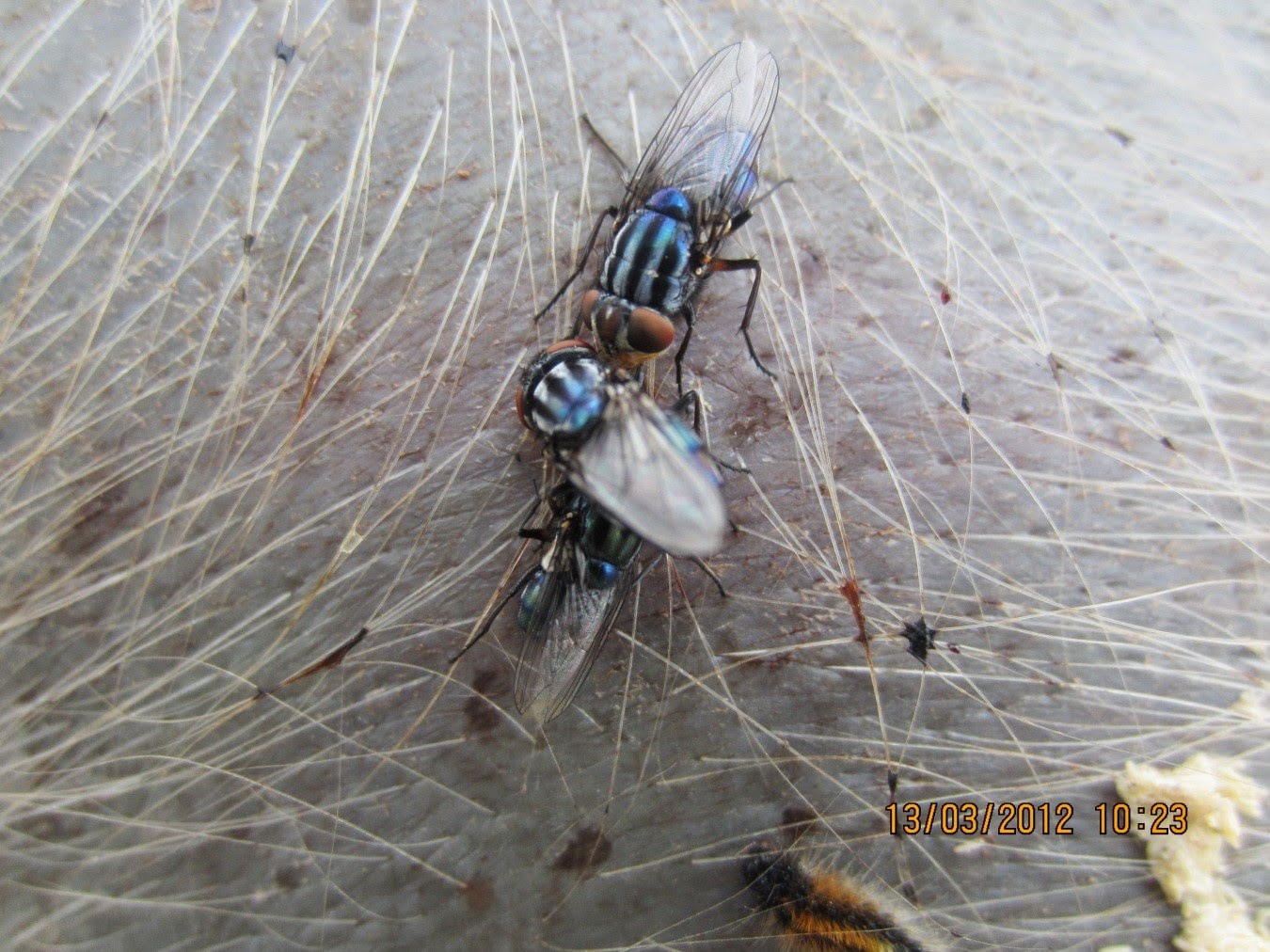 DESCOMPOSICIÓN CADAVÉRICA: FASES DE DESCOMPOSICIÓN CADAVÉRICA JULIACA