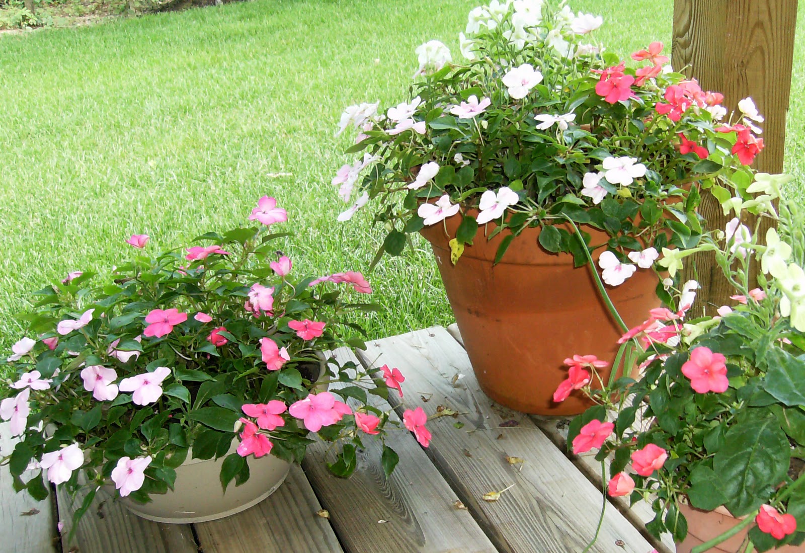 The Blue Iris: Container Plants