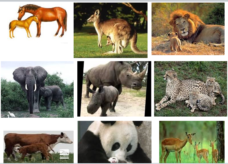 Conociendo animales: Los animales