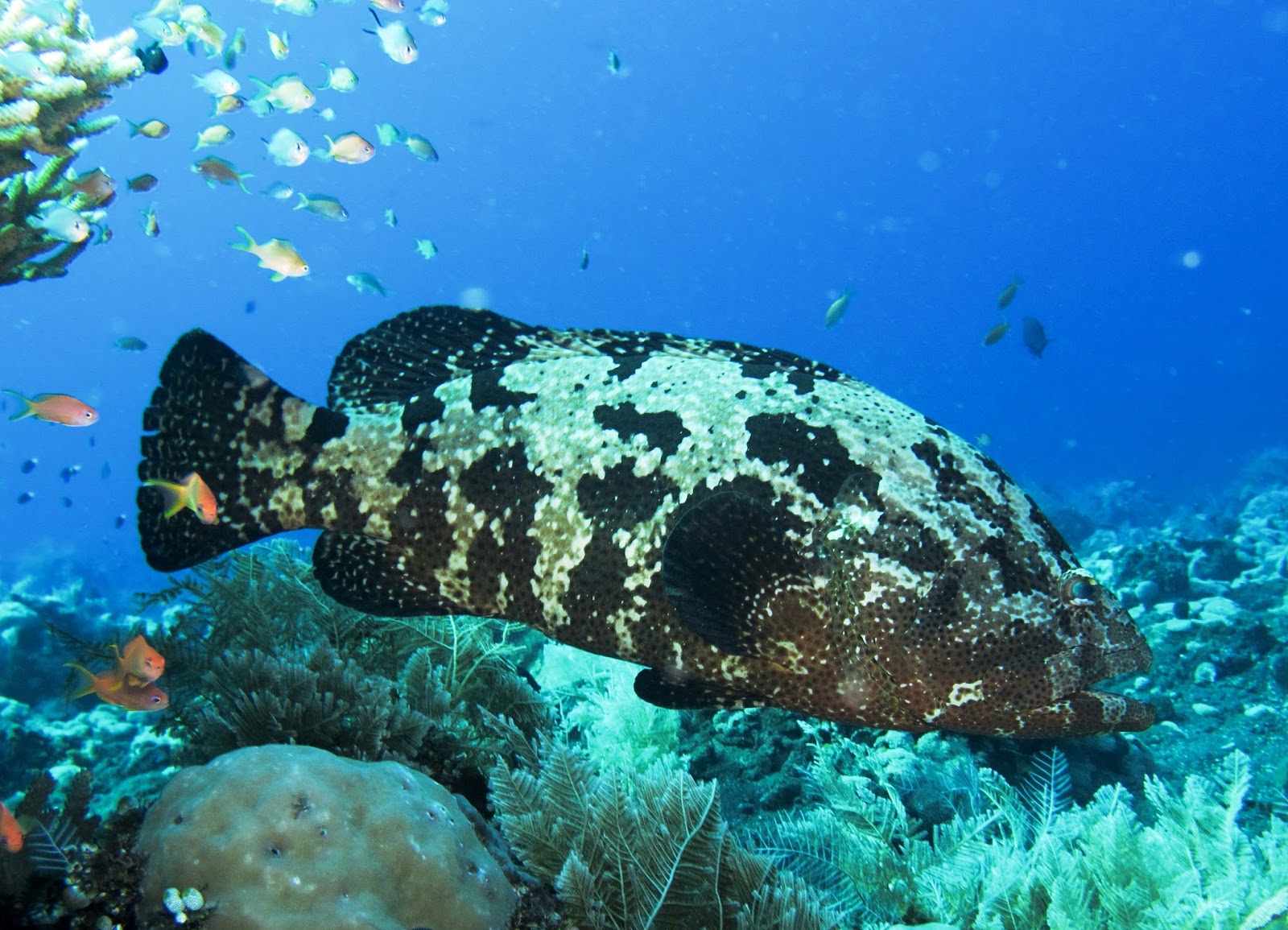 IKAN KERAPU MACAN (Epinephelus Fuscoguttatus) - Ucizia Fish