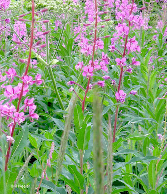 A Wandering Botanist: Plant Story--the Iconic Fireweed