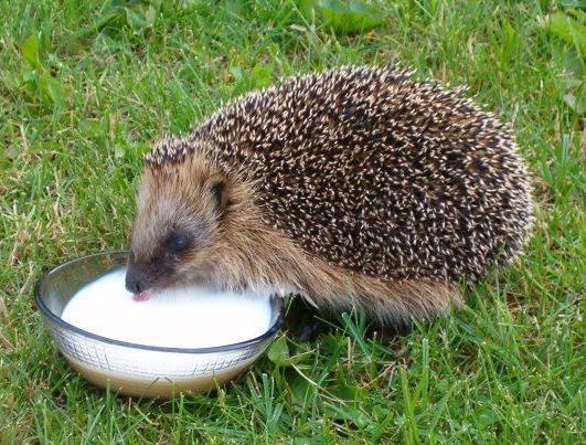 Kirpi - JungleKey.in Image