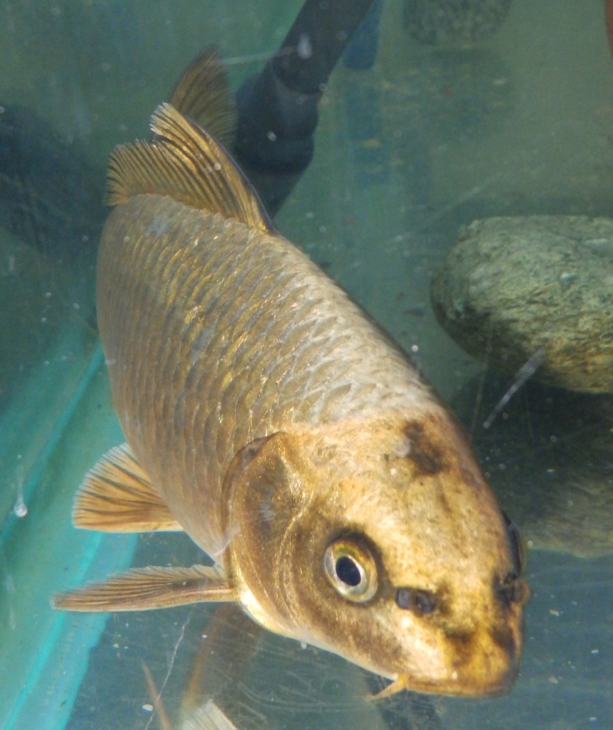 Reptiles Amphibians & Fish: GIN RIN GHOST KOI