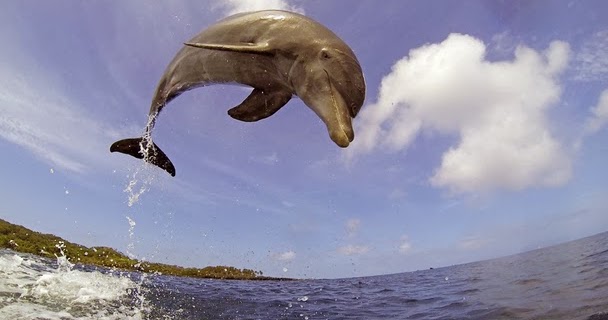 Catch Up With Dolphins: Spy On The Pod On BBC iPlayer