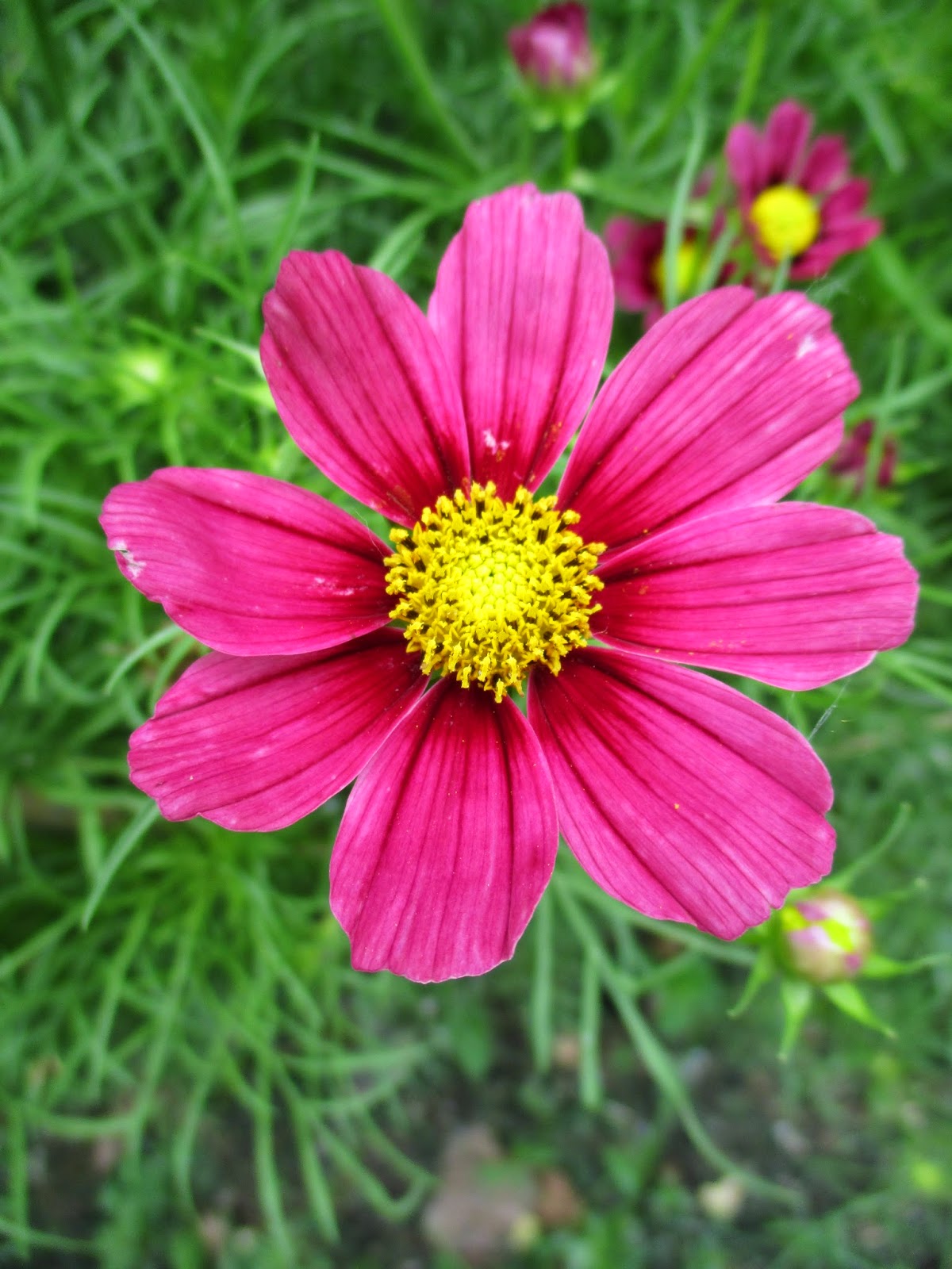 Rotary Botanical Gardens - Hort Blog: Cosmos - Shades of Pink