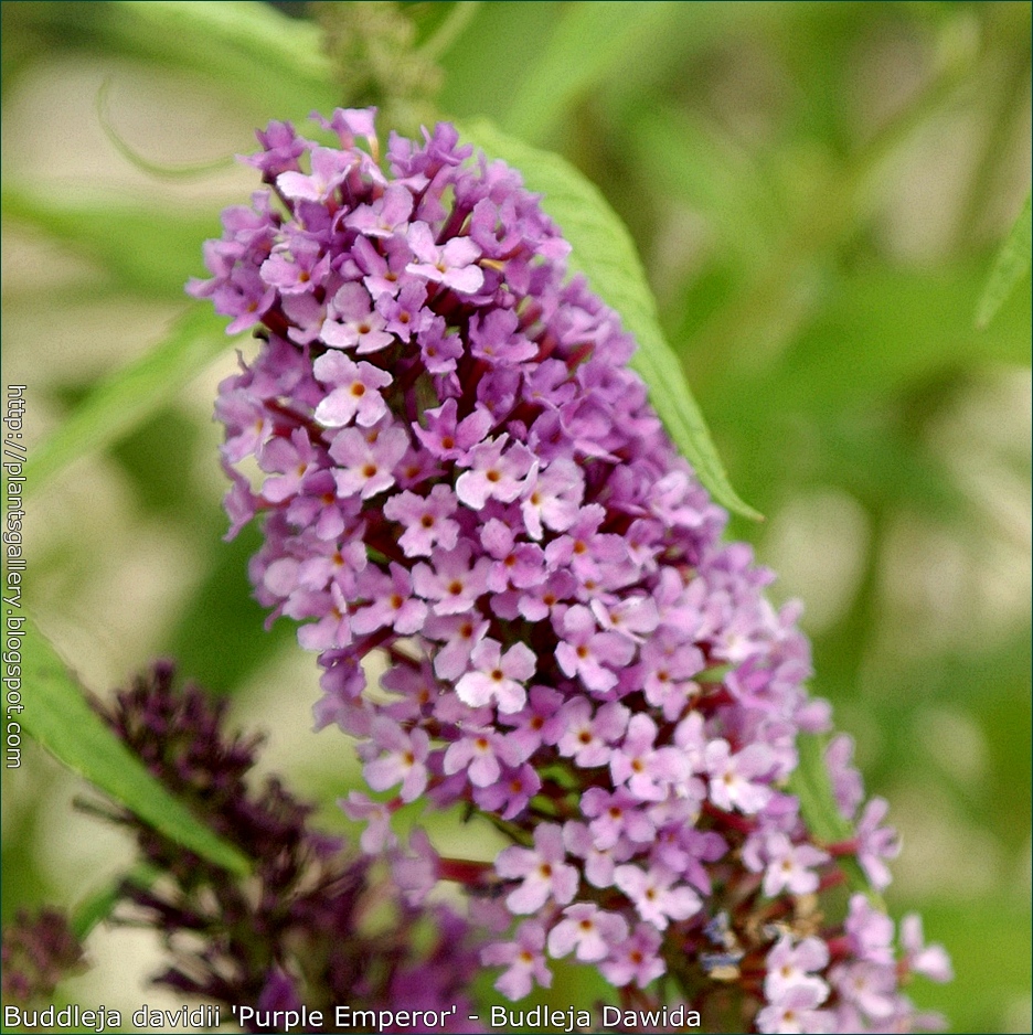 Plant Gallery - Encyklopedia Roślin: Buddleja davidii 'Purple Emperor ...