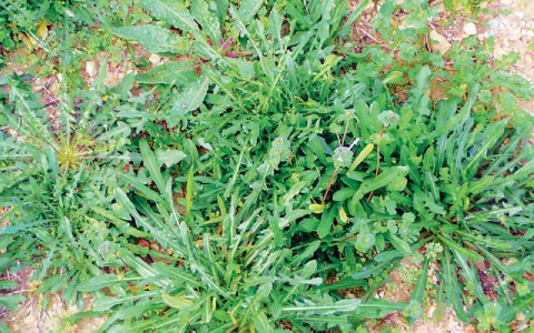 The good side of Greece | Η καλή πλευρά της Ελλάδας: Χρυσές αποδόσεις ...