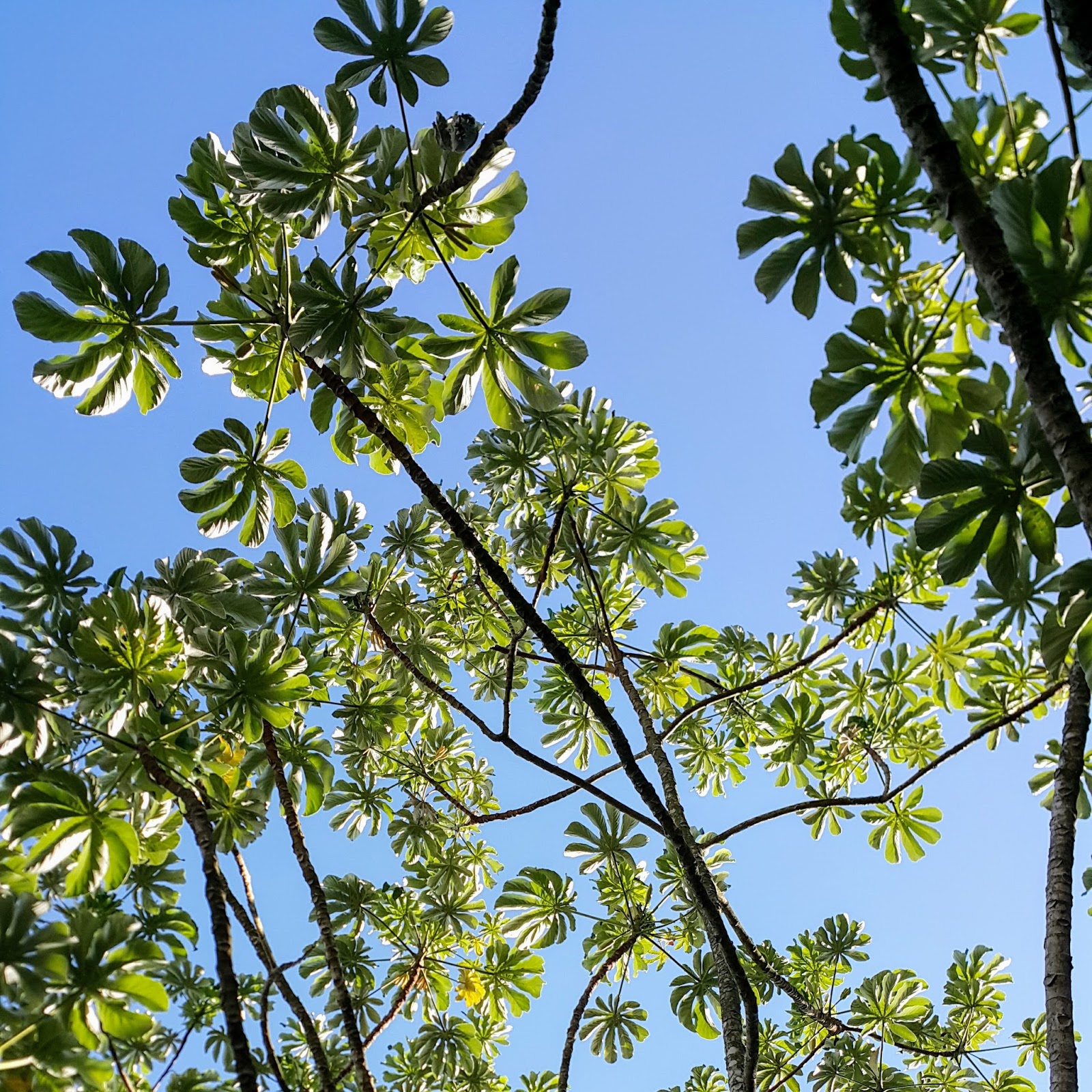 "Verdade//aspas" : 👪 Urticaceae (Cecropia pachystachya)