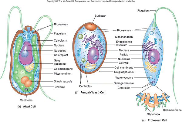 Introduction and Classification of Parasites