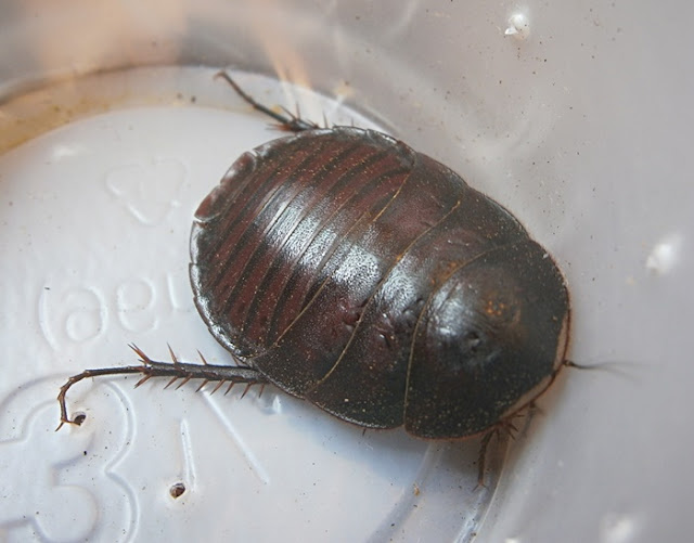 Invertebrate Dude: Egypt Sand Roach Update