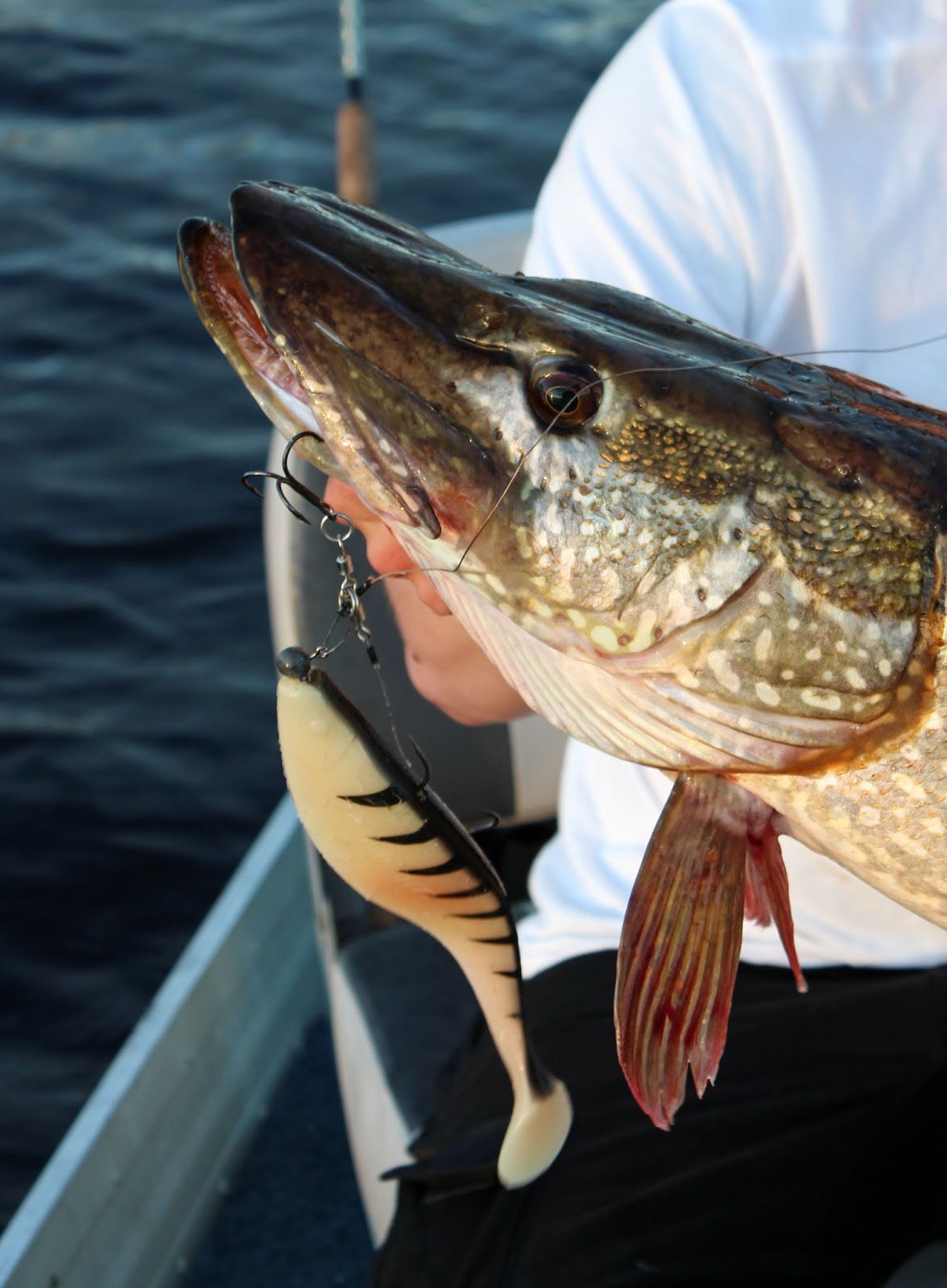 Allt vad fiske heter: Artikel - Jiggfiska Gädda