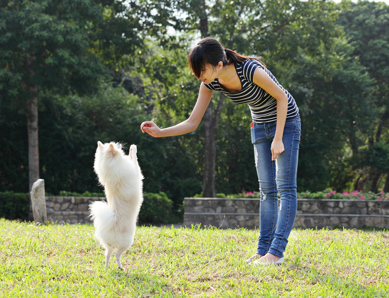 How Do You Train An Obedient Dog