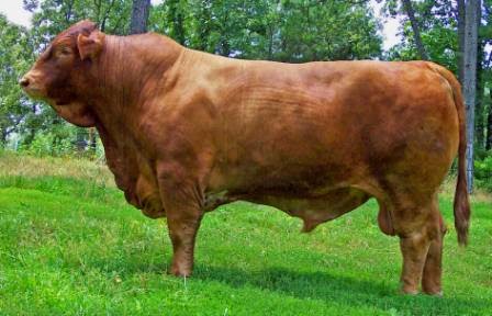 GAMBAR SAPI BEEFMASTER 22 | GAMBAR SAPI