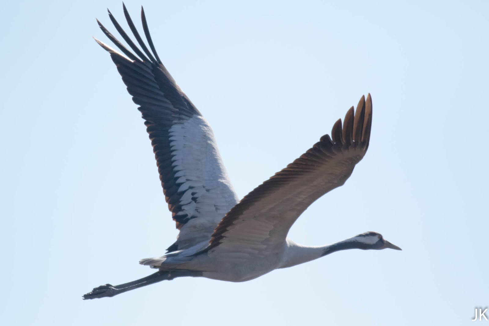 Jussin matkassa: Lintuja kevään retkiltä