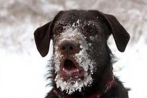 Nothing To Do With Arbroath: Dogs recovering after snorting drugs ...