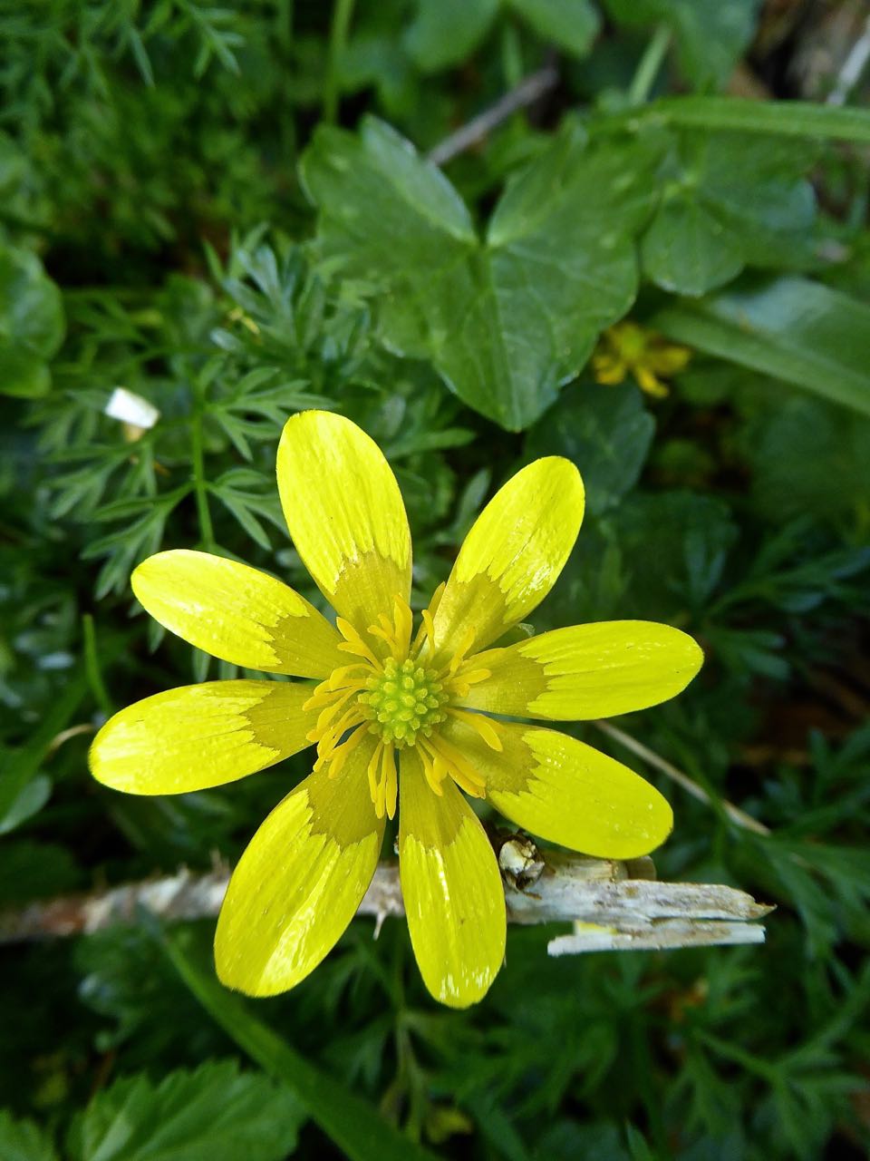 Sunny celandine