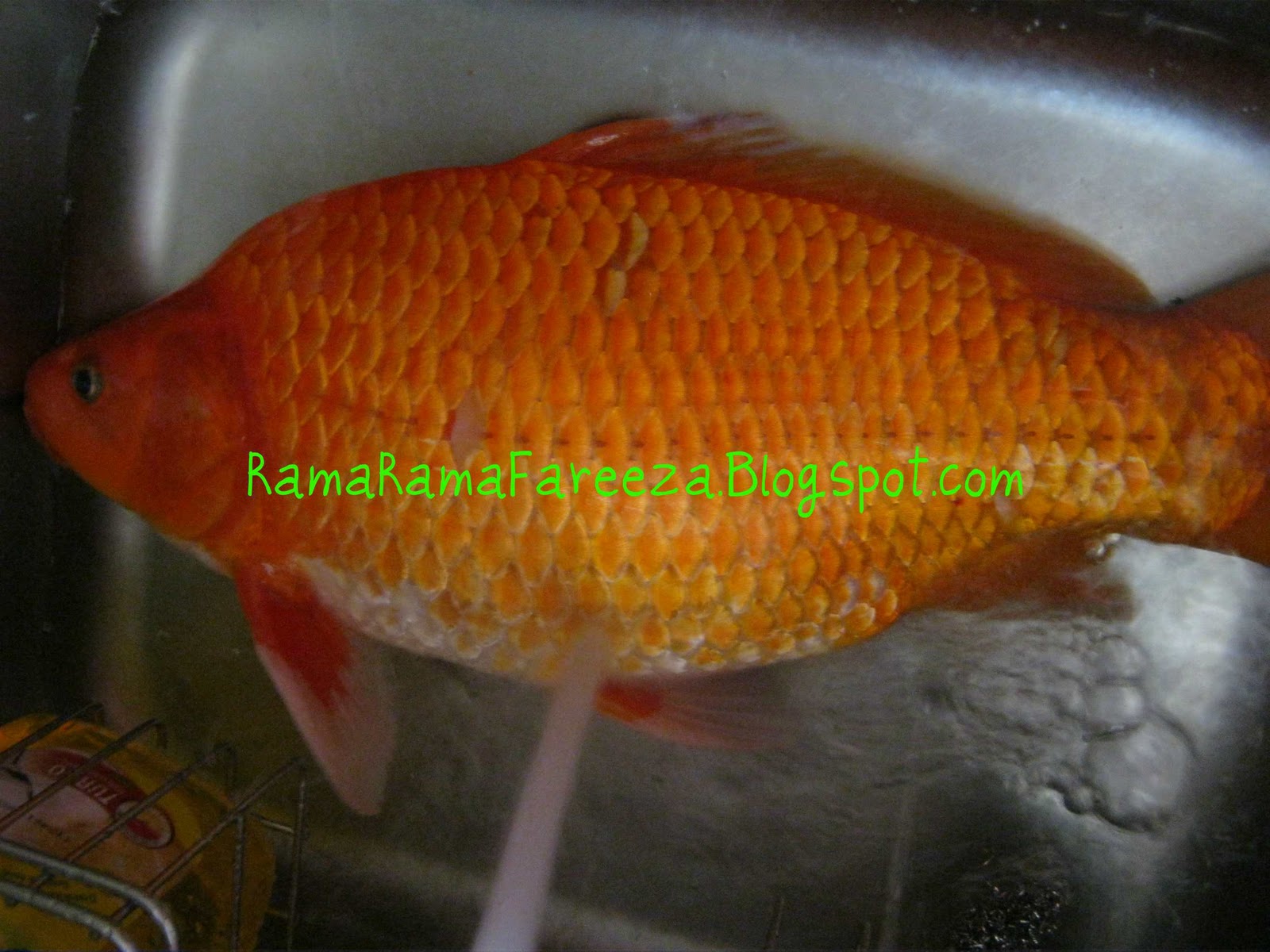 Jangan Bunuh RaMa-RaMa :::: ::: Ikan Liko