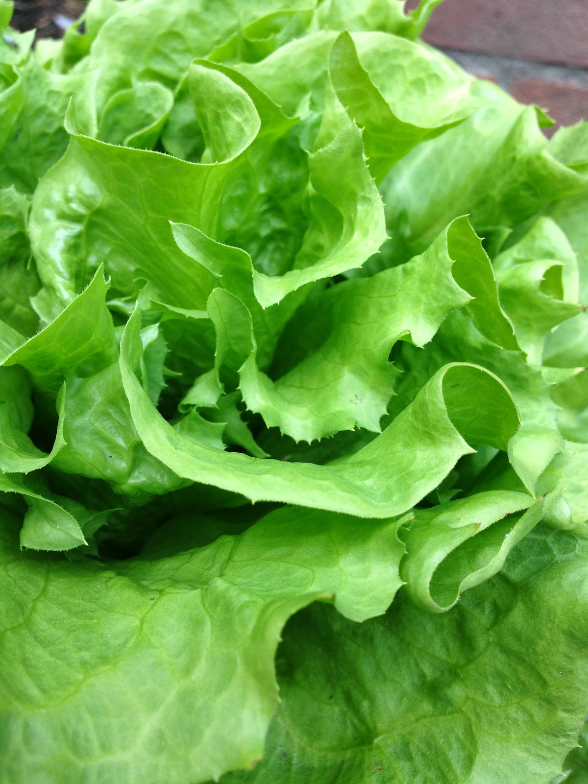 Andijvie Koken Met Papje Een Klassieke Nederlandse Gerecht