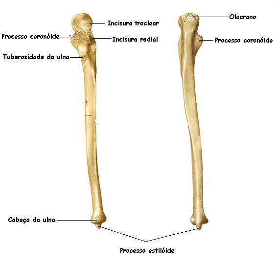 Anatomia Humana: Sistema Esquelético MMSS - Parte Livre