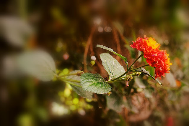 CUT and DRY : Chasing Flowers + Have a Flowery Weekend!