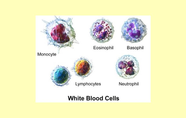 Leukosit : Pengertian, Struktur, Fungsi, Macam Jenis - Jegeristik