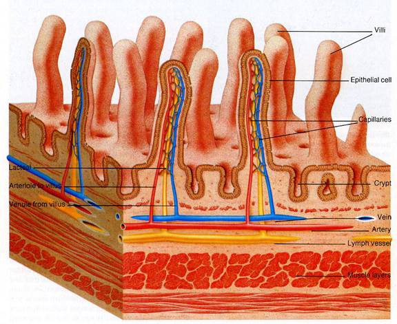 Curso de biologia 3: septiembre 2011