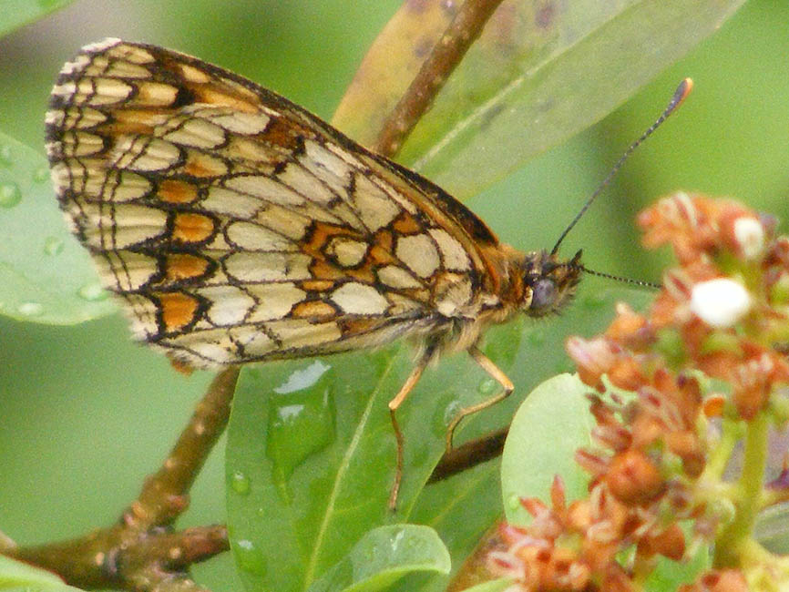 Days on the Claise: Heath Fritillary butterfly - a photo series