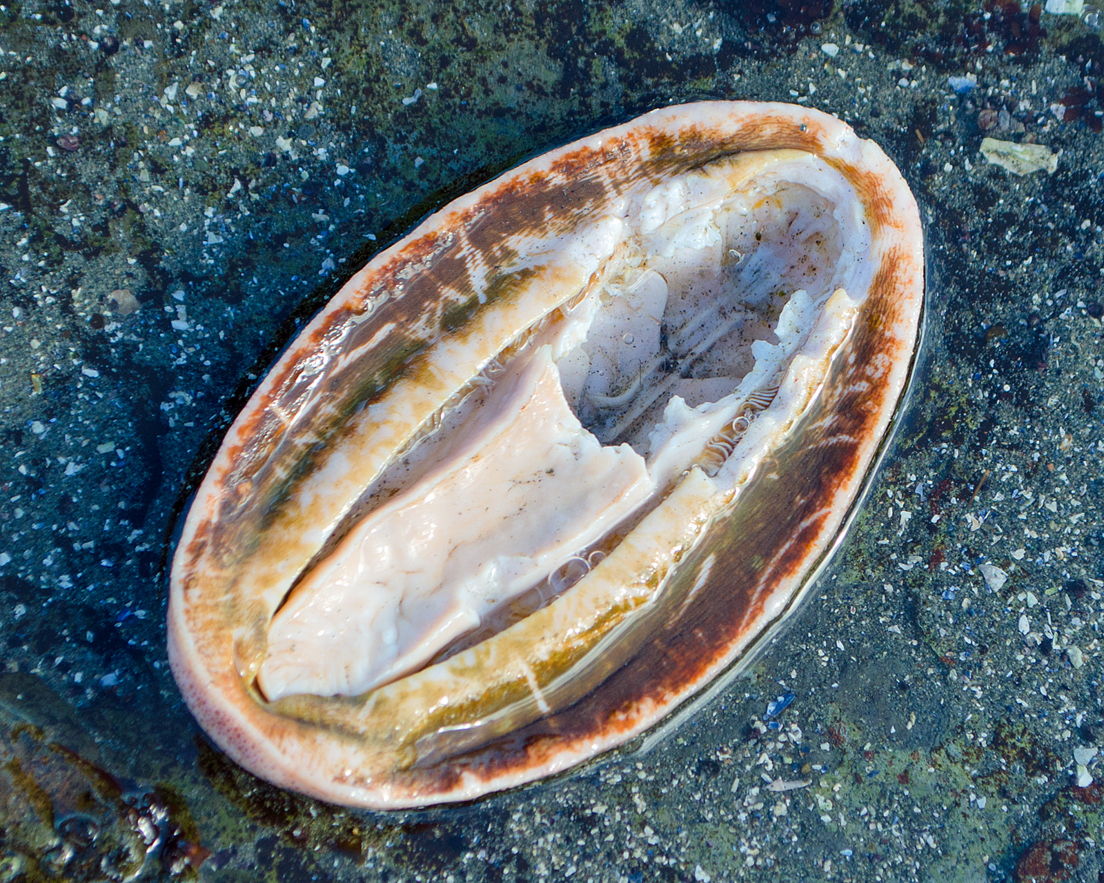 Wanderin' Weeta (With Waterfowl and Weeds): Whoppers