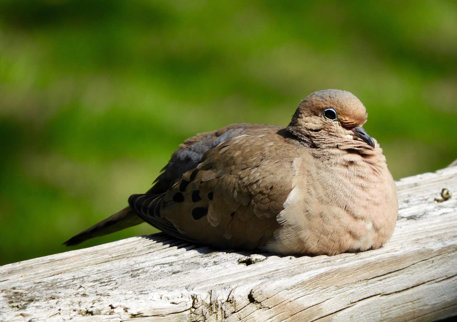 It's All About Purple: Mourning Doves