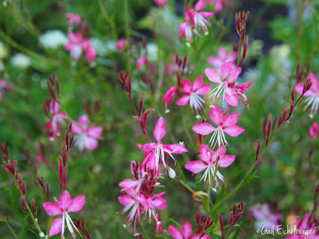 clay and limestone: Gaura is finally happy in the garden