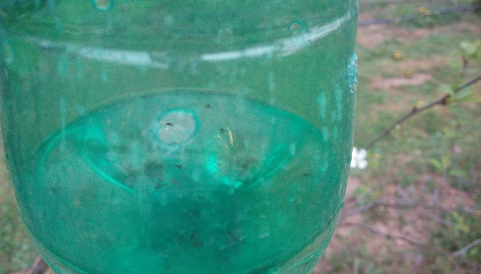 Slijedi napad šljivine osice – kako je suzbiti? I drvenar je aktivan.