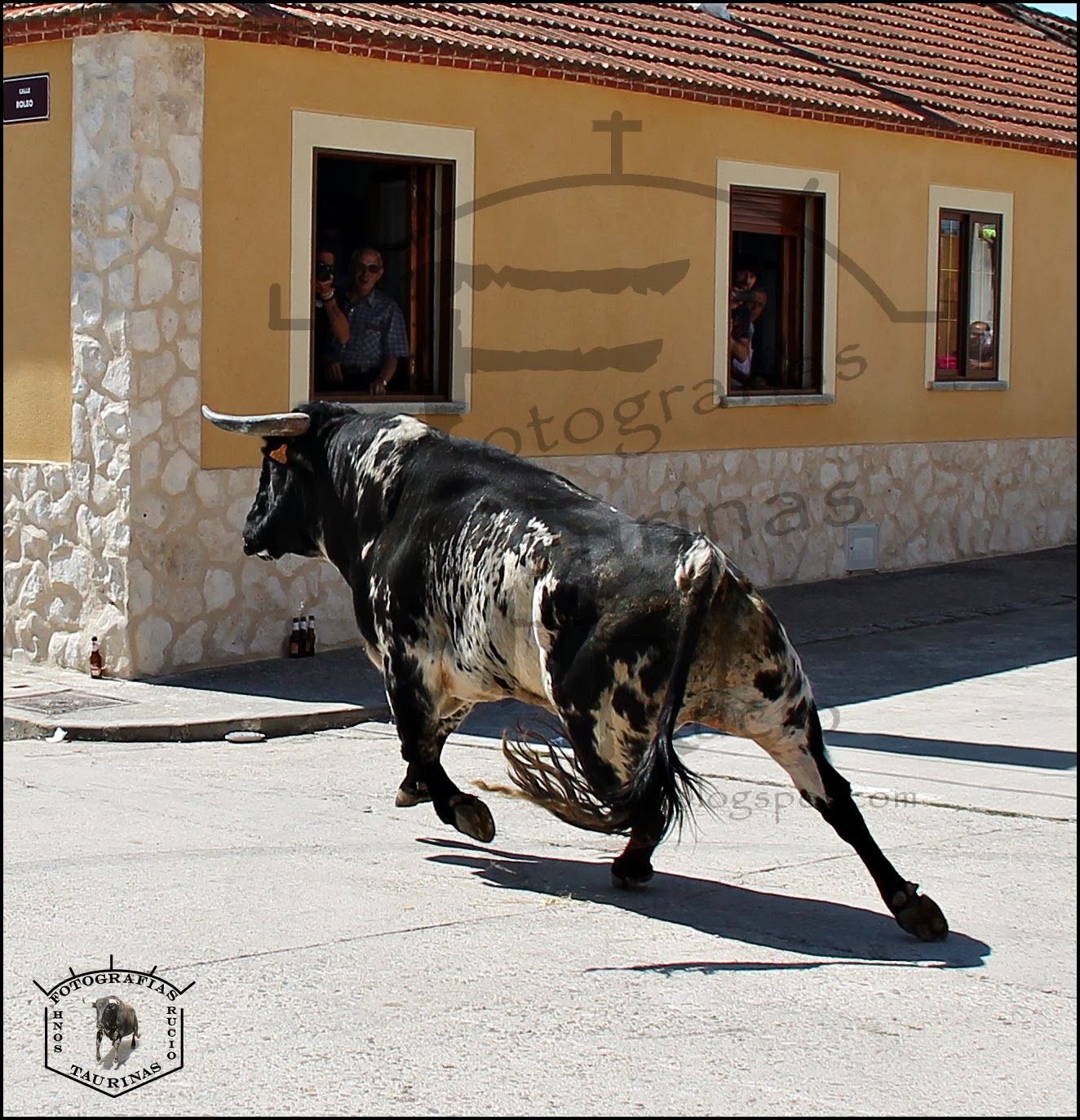 FOTOGRAFIAS TAURINAS HNOS RUCIO: 1º TORO DE CAJÓN SANTIUSTE DE SAN JUAN ...