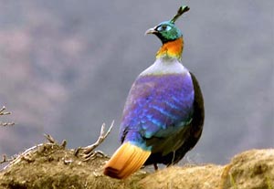 Nature & Wildlife of India: Wildlife in Jammu & Kashmir