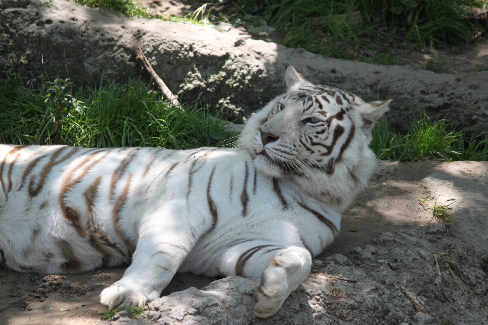 The Robertson Family: New Orleans Zoo