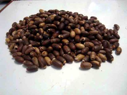 Nama Isi/Biji Melinjo Dalam Bahasa Jawa ~ NamaJawa