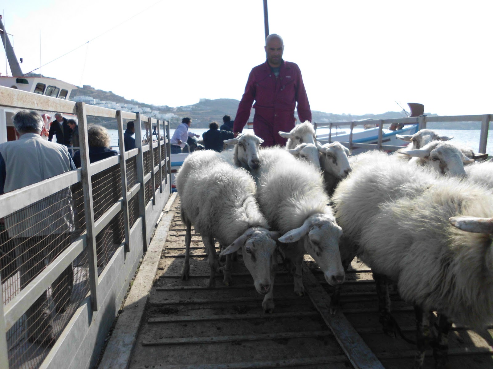 Dead Herring: Ancona, Italy