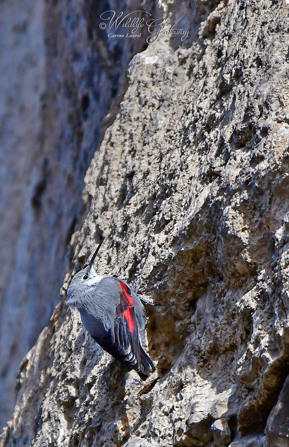 WILDLIFE GATEWAY: Le Tichodrome échelette
