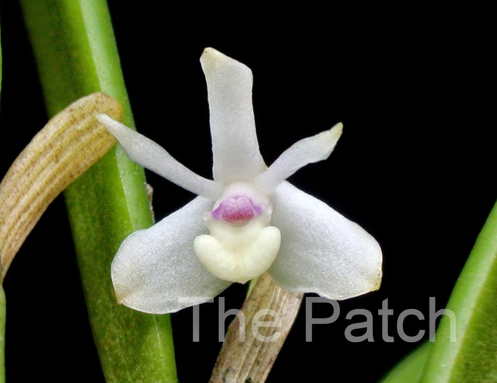 The Patch: Dendrobium schuitemanii?