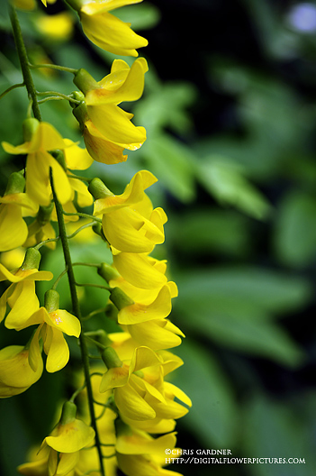 Digital Flower Pictures.com: Golden Chain Tree