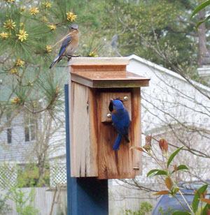 Carving Out a Niche: Placement of Bluebird Boxes