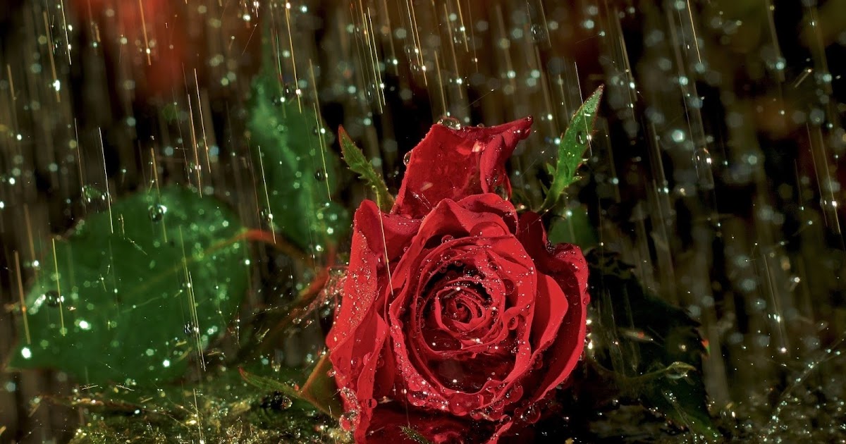 Rose in Rain Wallpaper