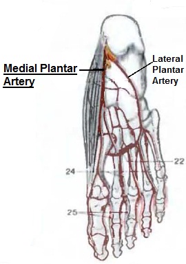 Proper Plantar Digital Branches Of Medial Plantar Nerve, 43% OFF