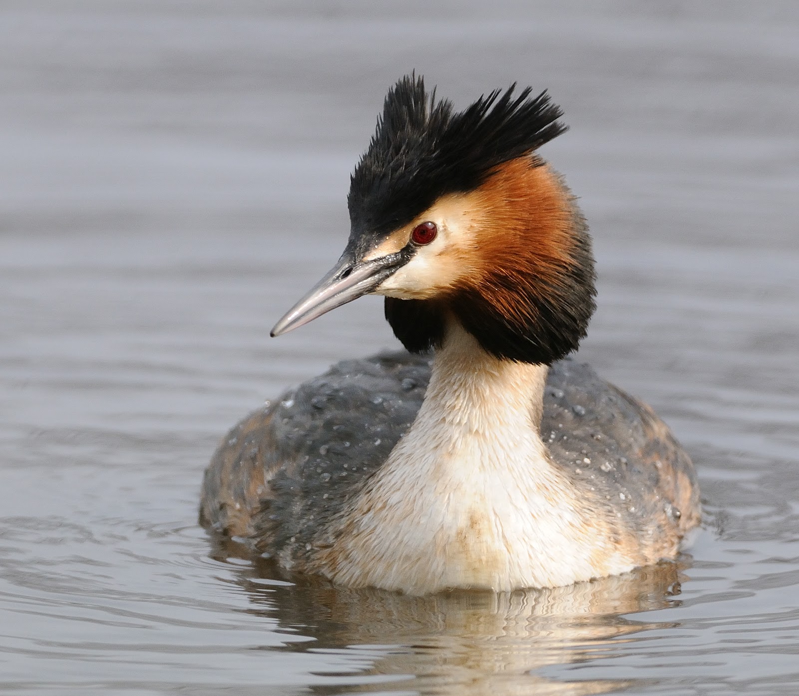 Natuurfotograaf-MarcelvdKerkhof: Fuut Fuut