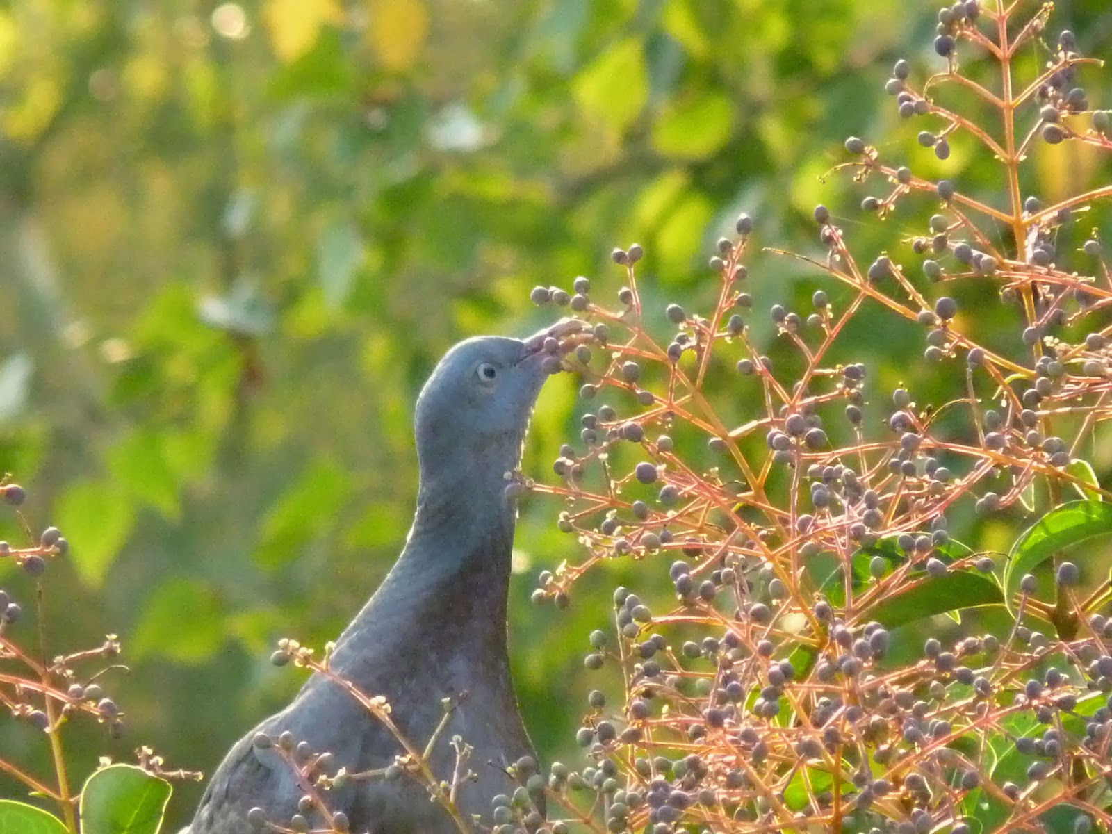 Pajareando en Zaragoza: Palomas torcaces: del monte a la ciudad