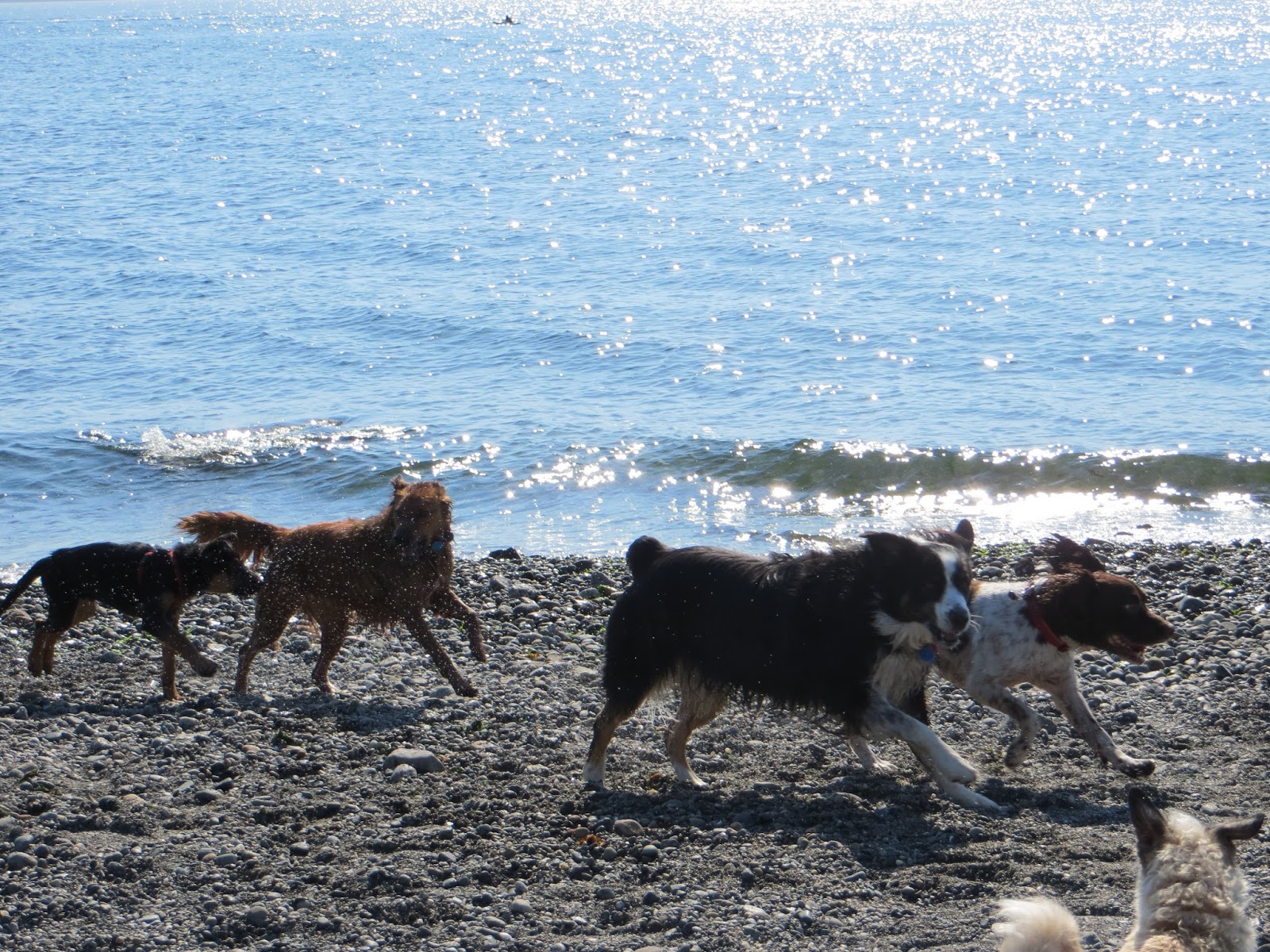 Tina and Cedar's Dog Blog