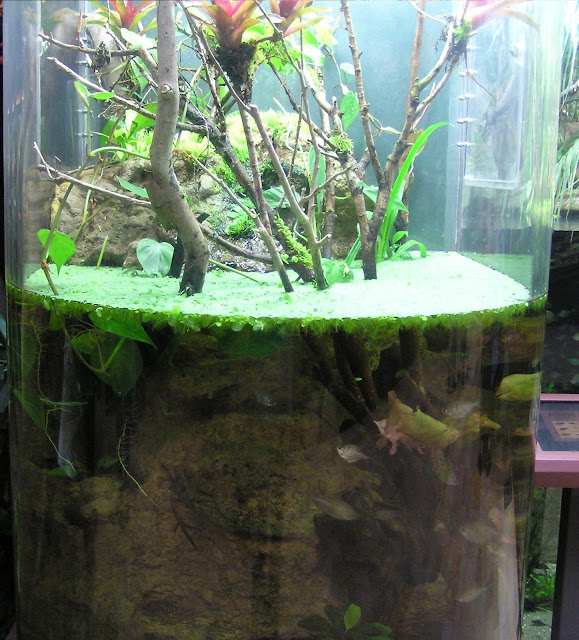 My Fresh Water Aquarium - Natural Planted Tank (Walstad Method).: Half ...