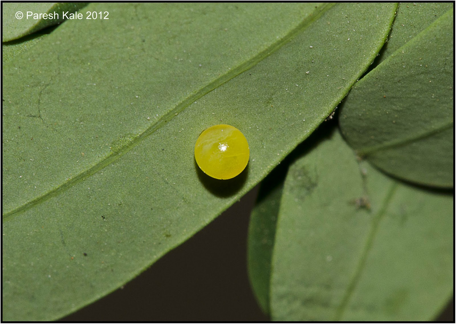 Nature @ IIT Bombay: Butterfly Egg