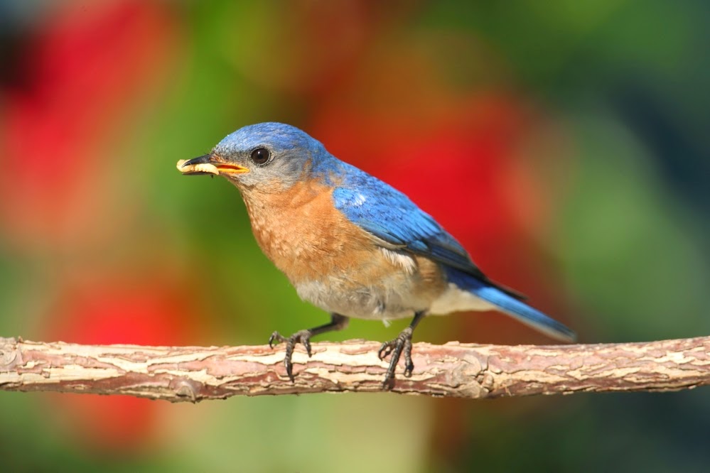 Steve Byland Nature Photography