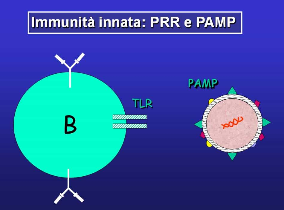 Jules Hoffmann e l'immunità innata / Jules Hoffmann and innate immunity
