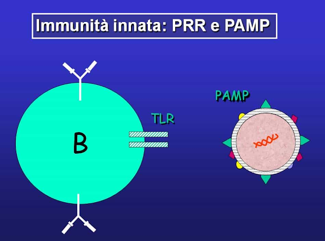 Jules Hoffmann e l'immunità innata / Jules Hoffmann and innate immunity